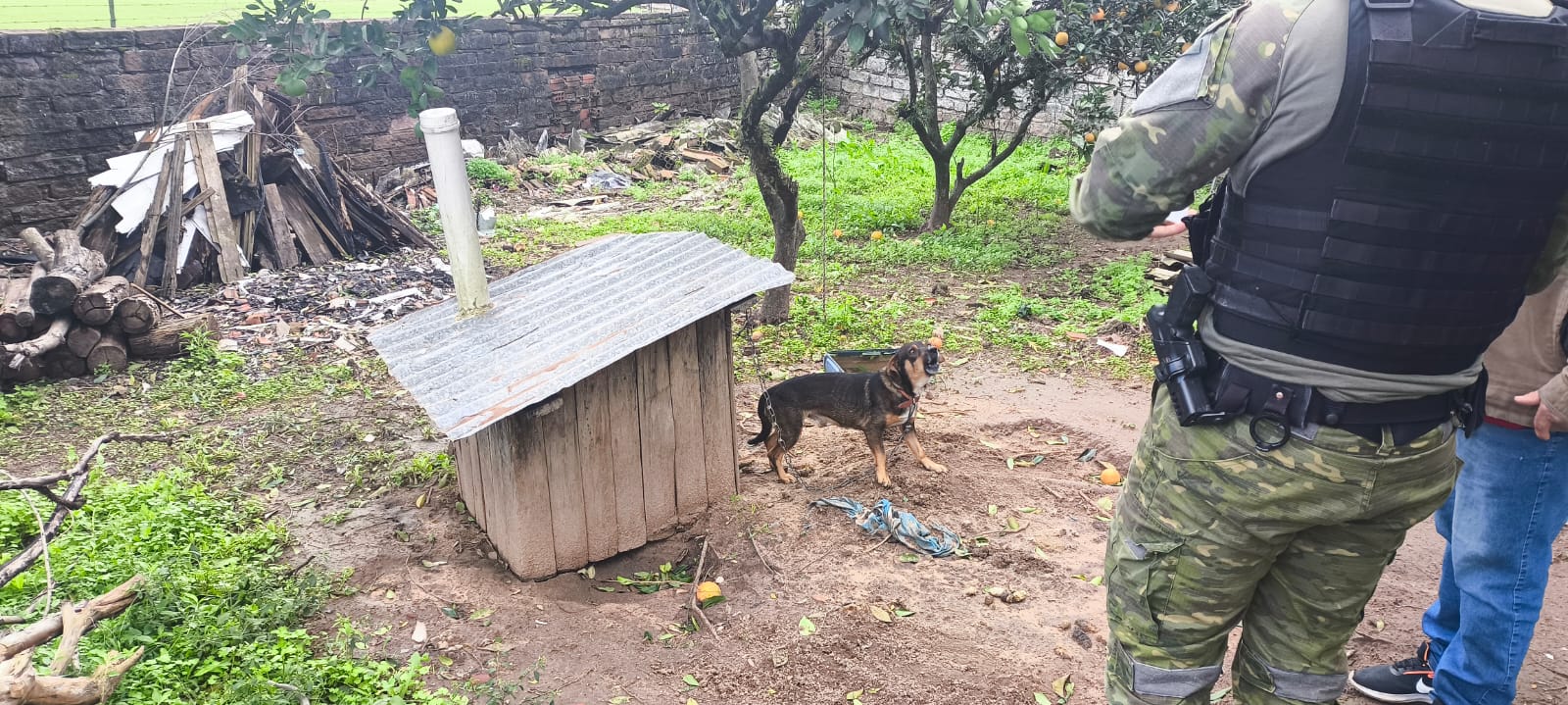 Operação conjunta em Parobé verifica denúncias de maus-tratos a cães e ...